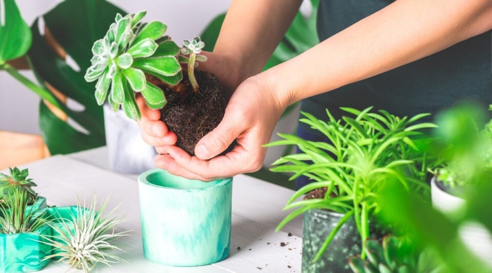 How to Divide Succulents in 6 Easy Steps