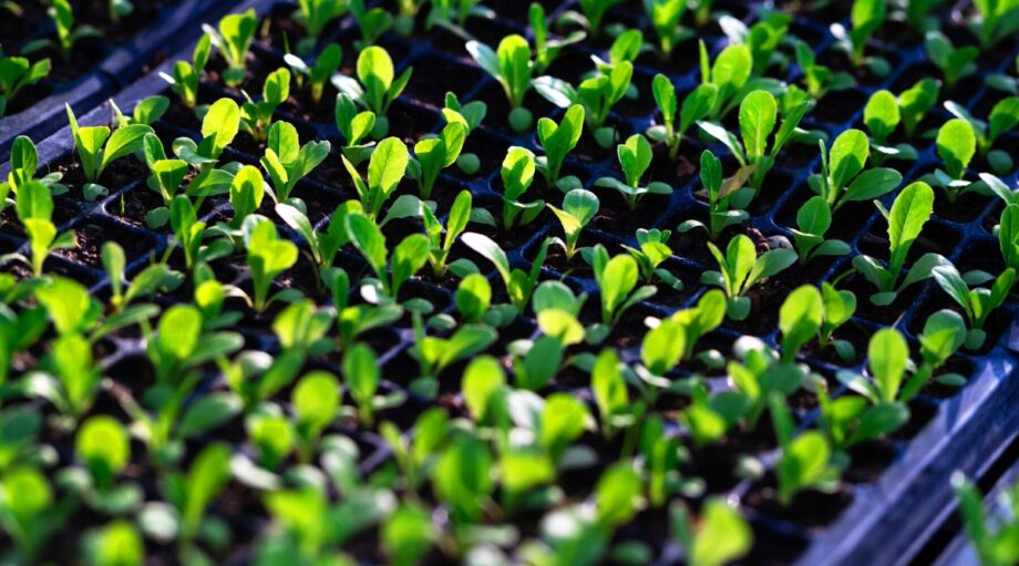 Which Is Better: Winter Sowing or Starting Seeds Indoors?