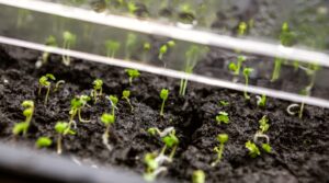 Seed Starting Essentials: Supplies and Equipment for Successful Growing