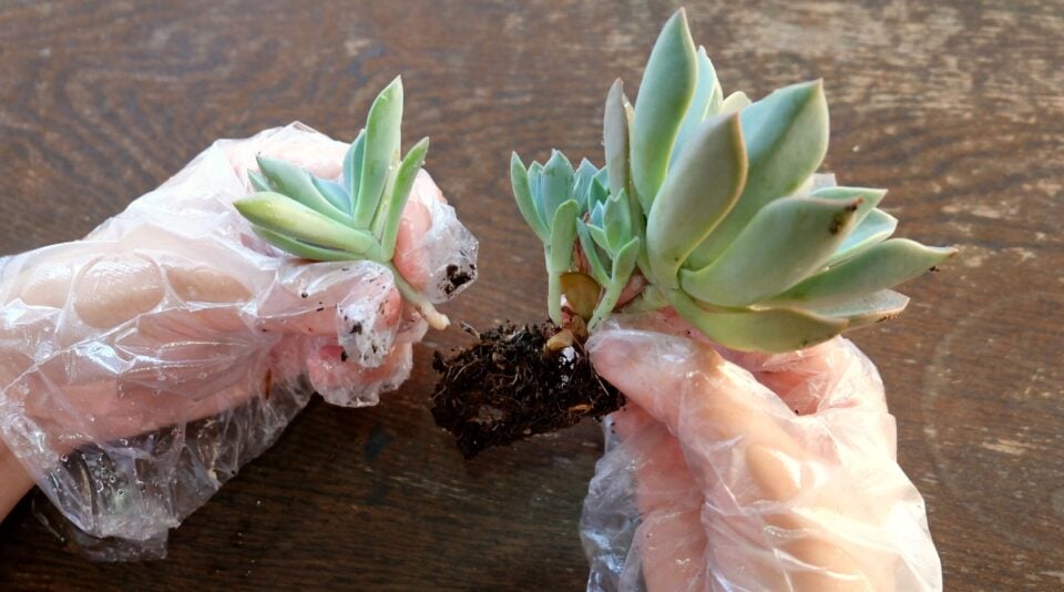 How to Divide Succulents in 6 Easy Steps