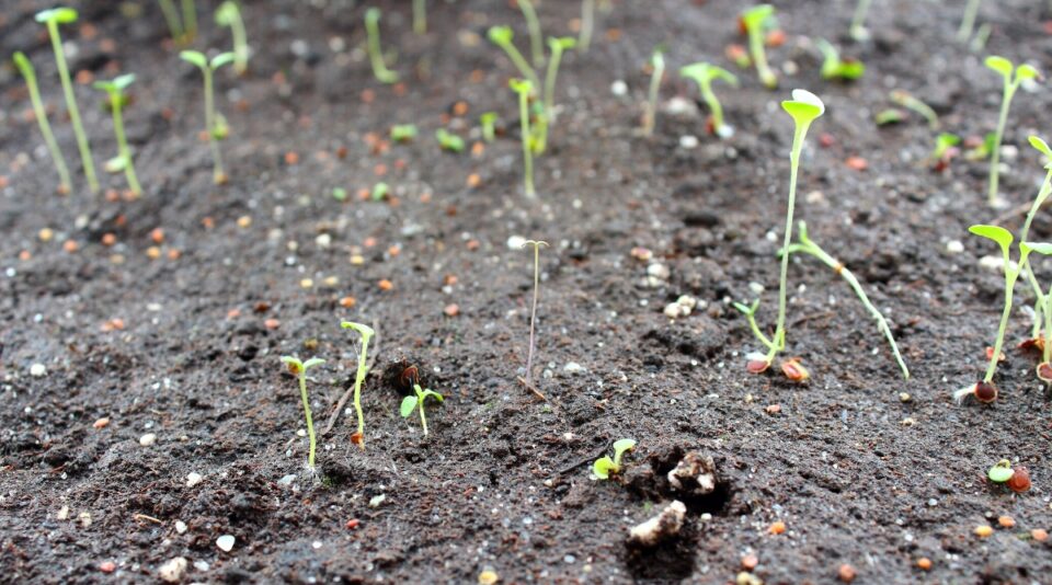How to Plant, Grow, and Care for 'Oriental Nights' Sweet Alyssum