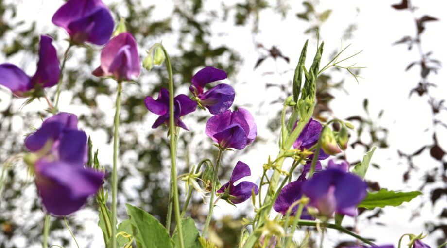 How to Plant, Grow, and Care for ‘My Navy’ Sweet Peas