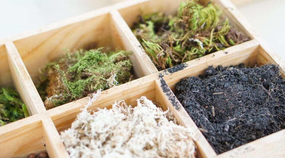 How to Make a Terrarium: A Step-by-Step Guide – Nature's Gateway