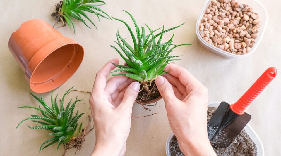 How to Divide Succulents in 6 Easy Steps
