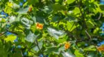 How to Plant, Grow, and Care for Tulip Trees