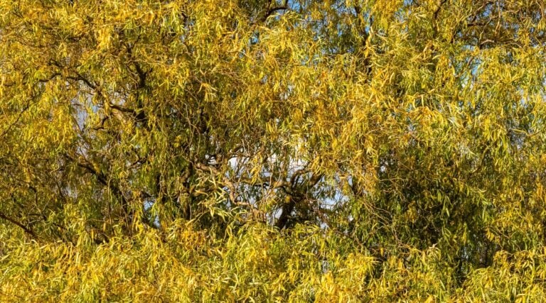 How to Plant, Grow, and Care For Corkscrew (Curly) Willow