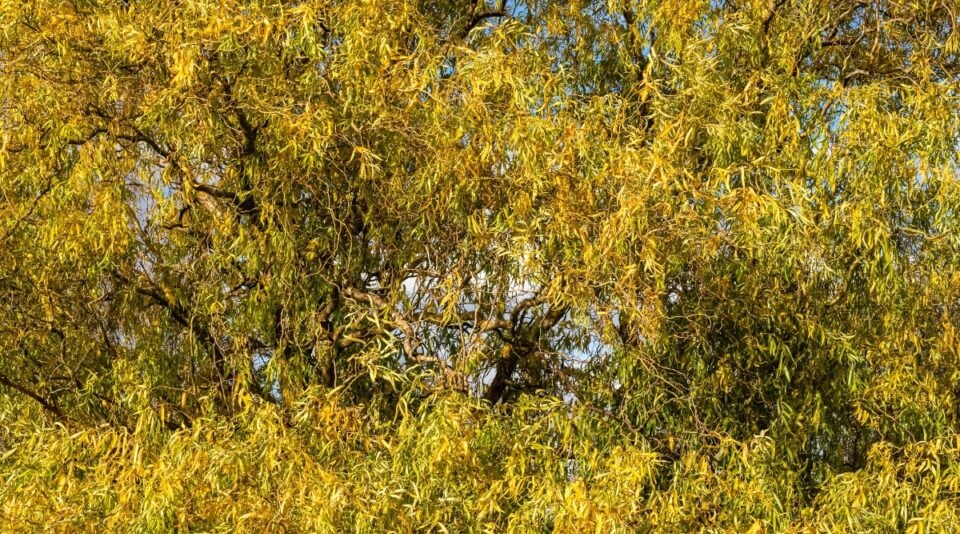 How to Plant, Grow, and Care For Corkscrew (Curly) Willow