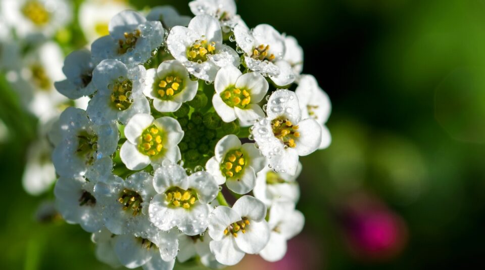How to Plant, Grow, and Care for 'Tiny Tim' Sweet Alyssum