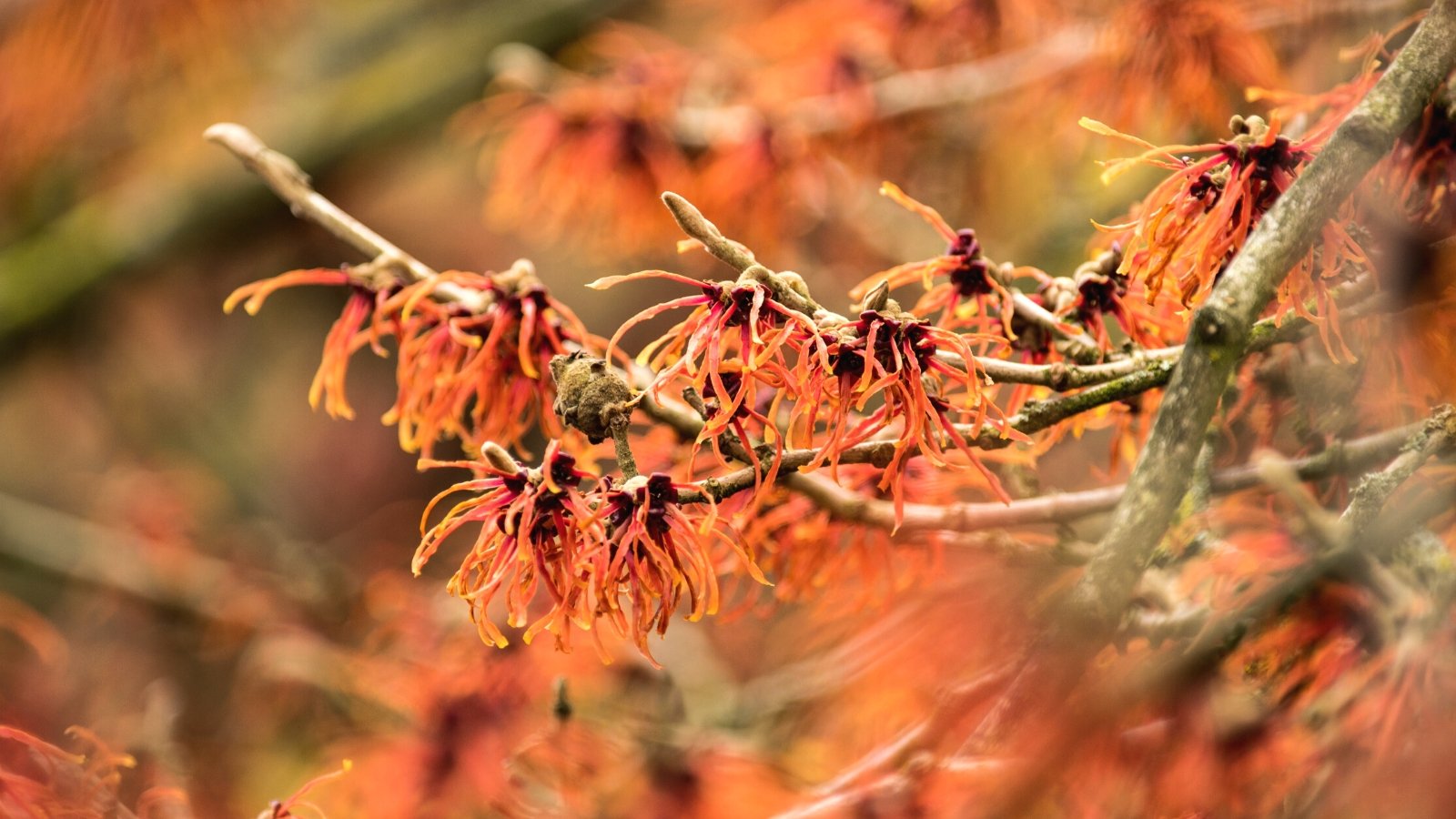 11 Witch Hazel Varieties for Your Landscape