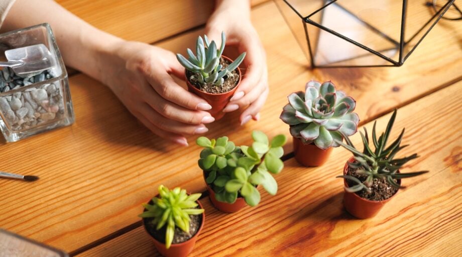 How to Make a Terrarium: A Step-by-Step Guide