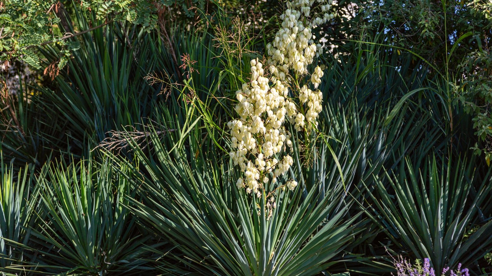 31 Best Yucca Varieties for Your Drought-Tolerant Garden