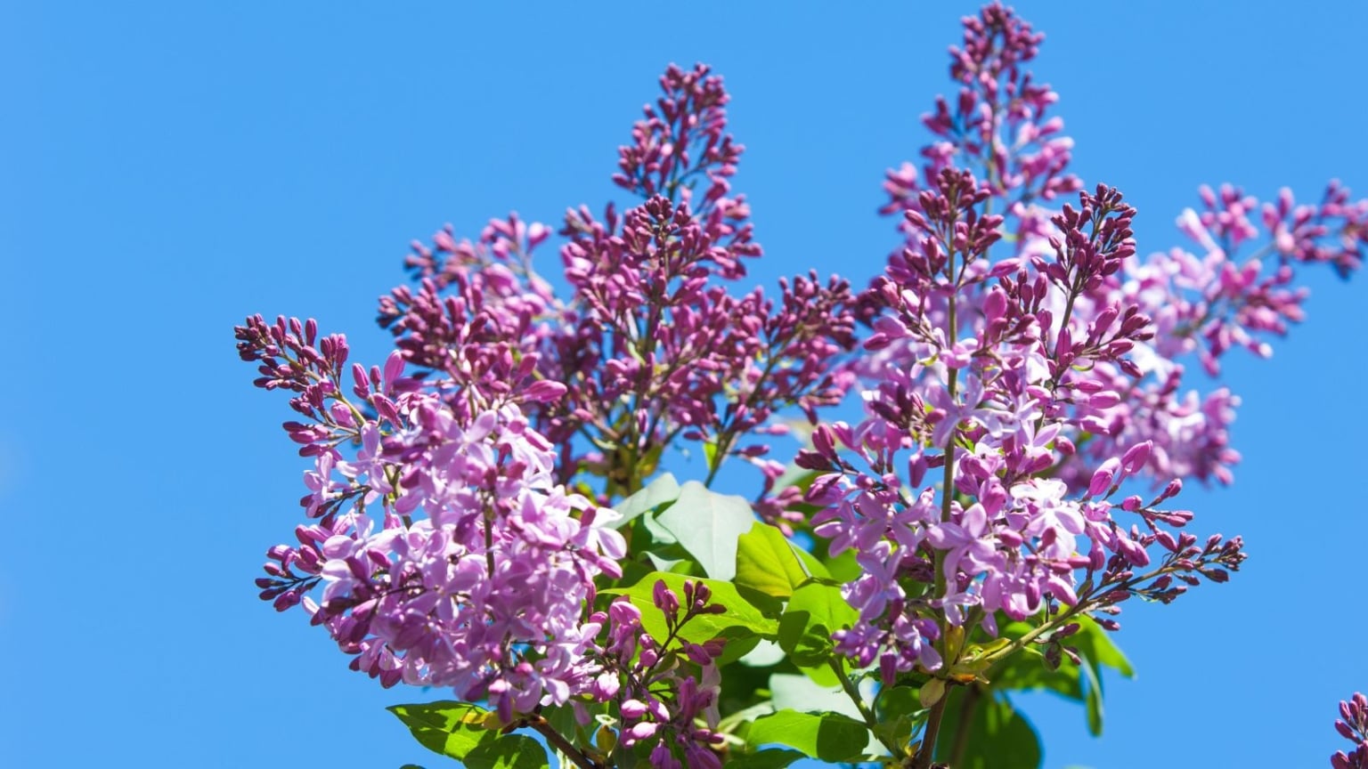 How to Collect and Grow Lilac Seeds in 7 Simple Steps