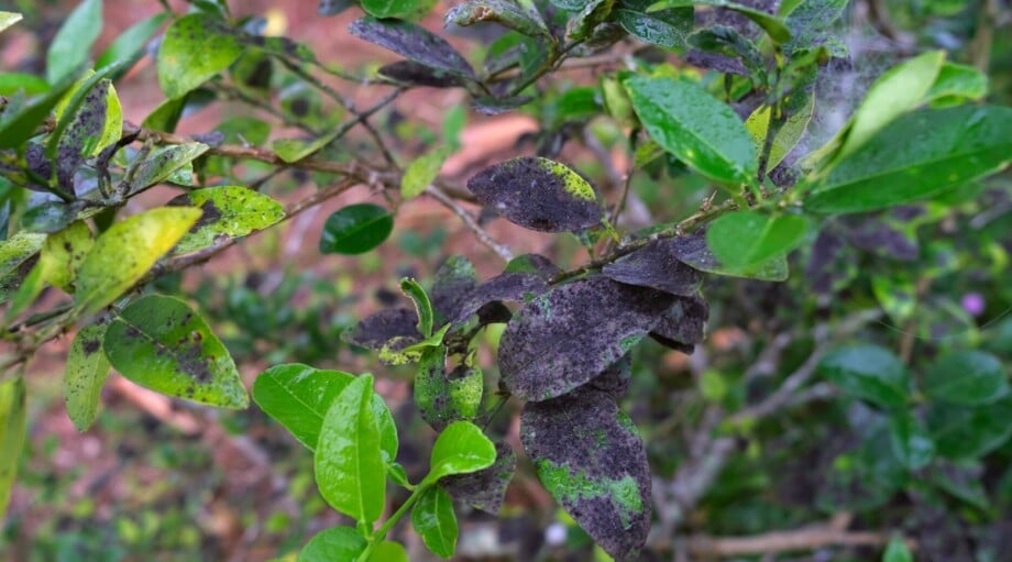 How to Identify, Prevent, and Treat Sooty Mold in the Garden