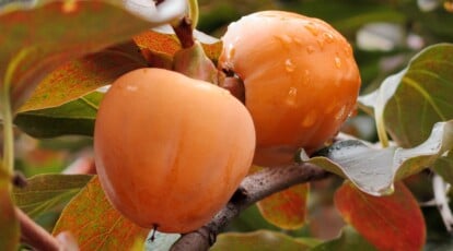 19 Best Persimmon Varieties for Your Garden