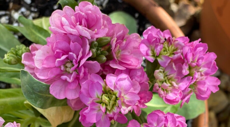 How to Plant, Grow, and Care for Stock Flowers