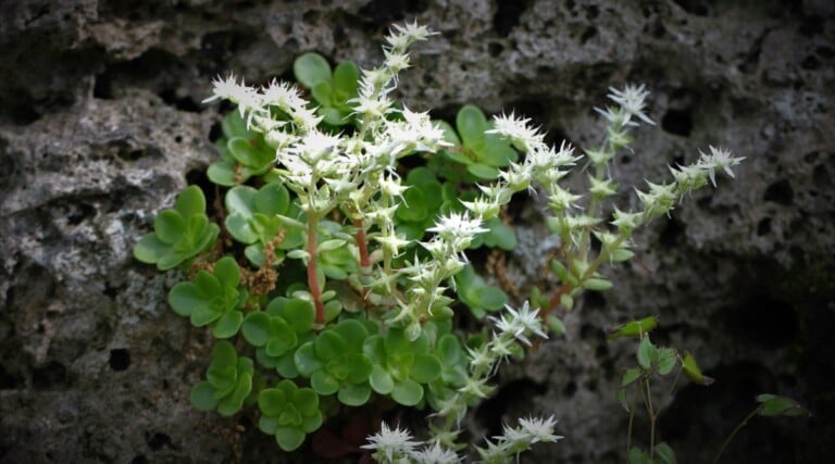 13 Best Stonecrop Varieties for Your Rock Garden