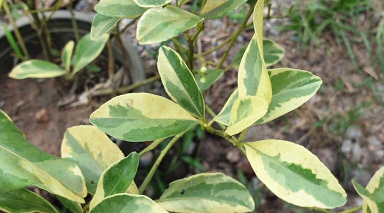 How to Plant, Grow, and Care for Calamondin Orange Trees