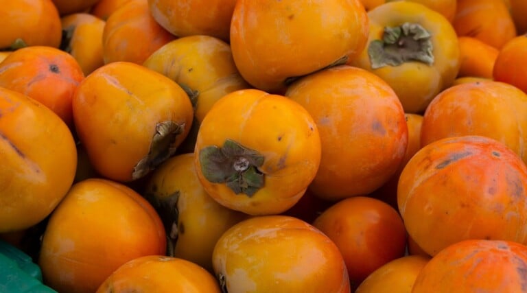 19 Best Persimmon Varieties for Your Garden