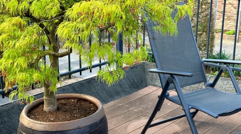 21 Best Trees For Pots and Containers