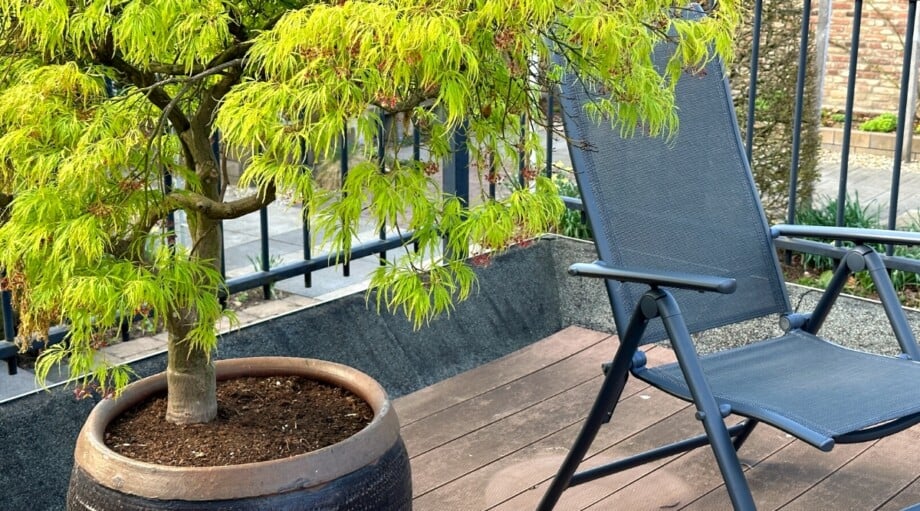 21 Best Trees For Pots and Containers