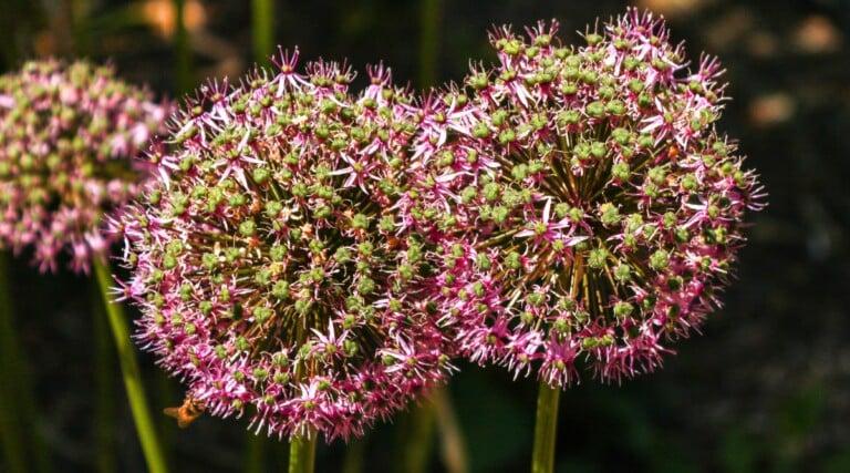 19 Plants with Ornamental Seed Pods