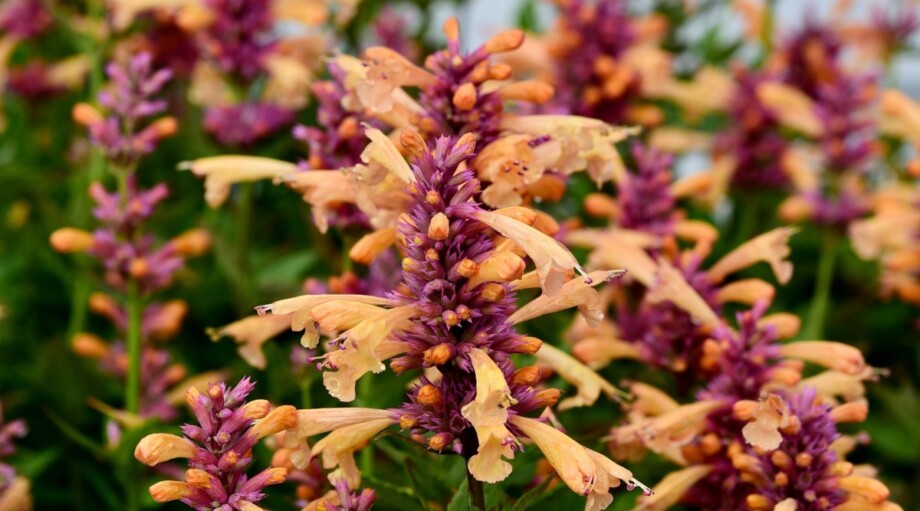 15 Peach Perennial Flowers for Your Garden