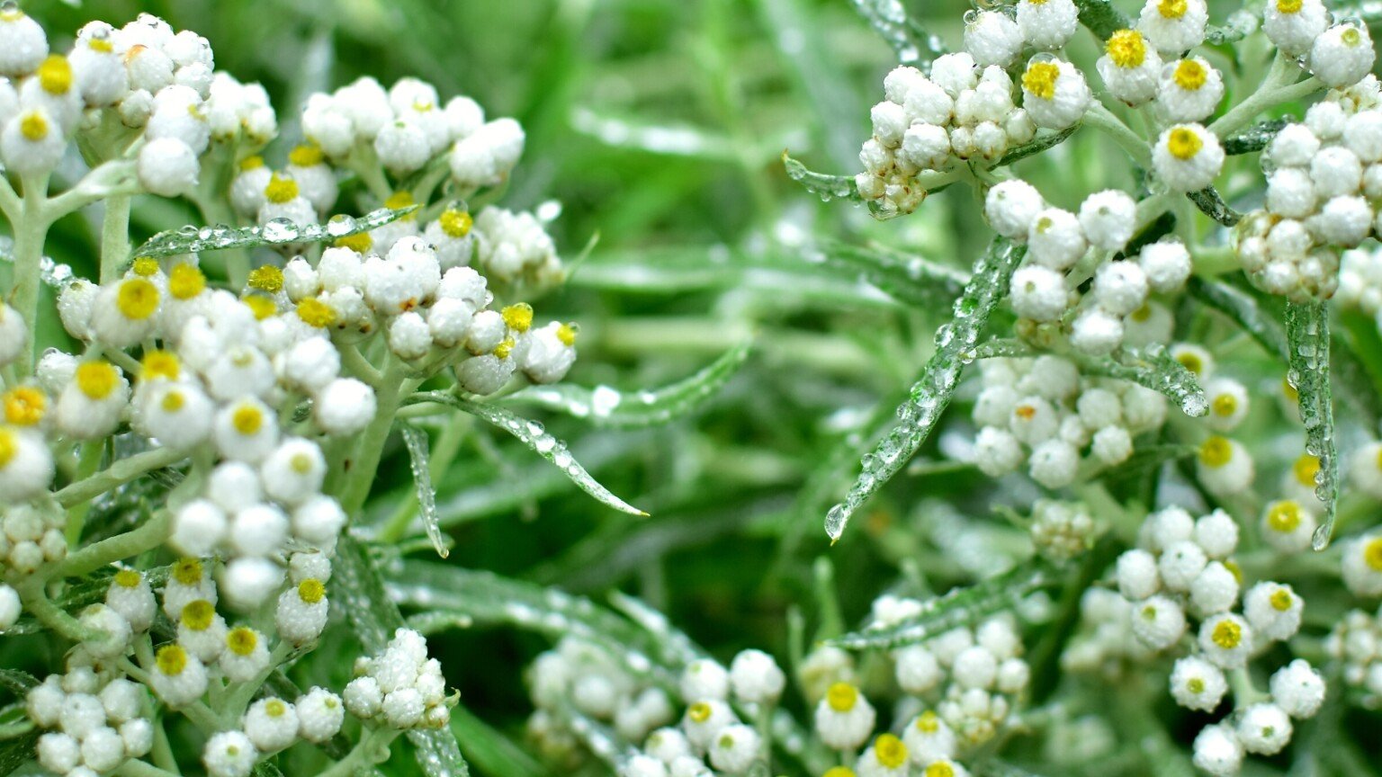 How to Plant, Grow, and Care for Pearly Everlasting