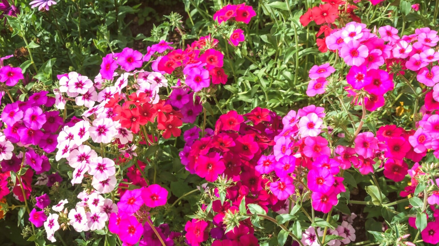 13 Shade Annuals that Bloom All Summer Long