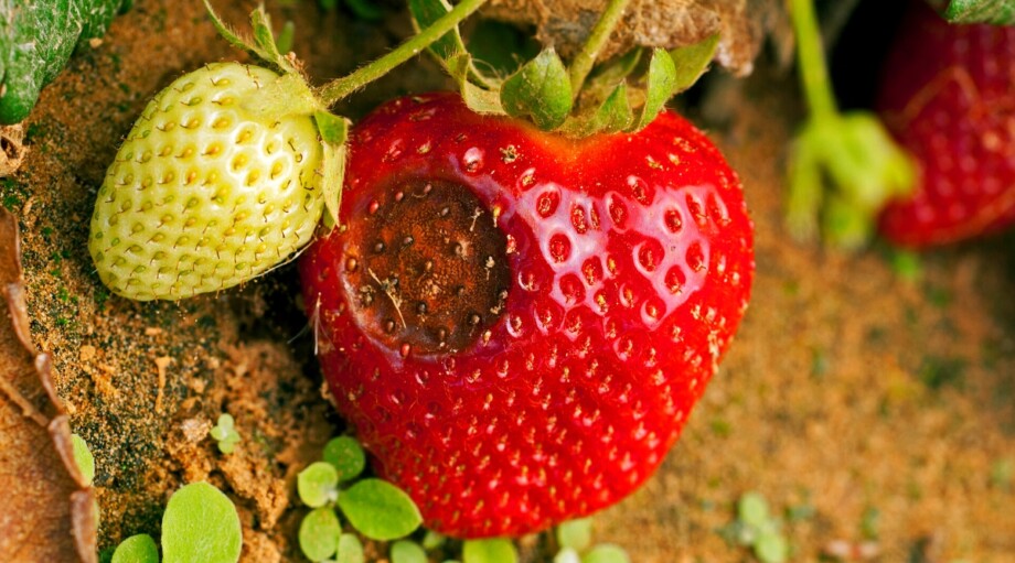 How to Plant, Grow, and Care for Pineberries