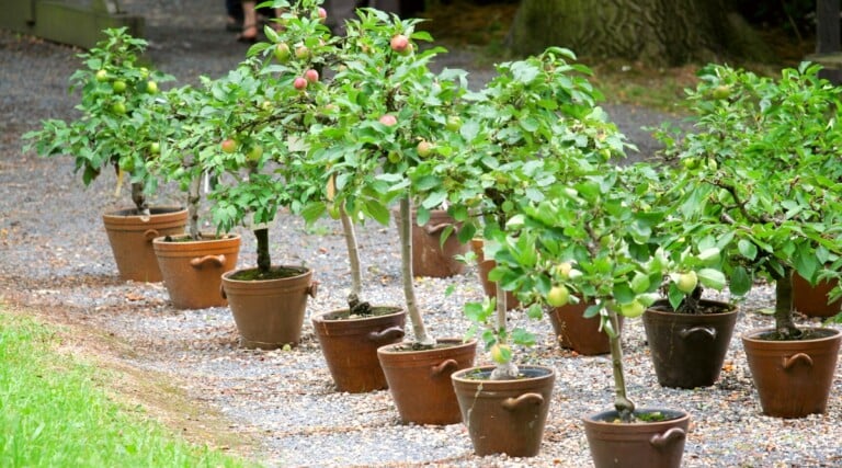 21 Best Trees For Pots and Containers