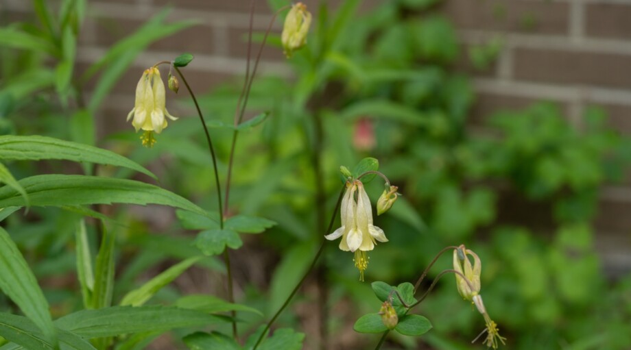 How to Plant, Grow, and Care for Wild Columbine