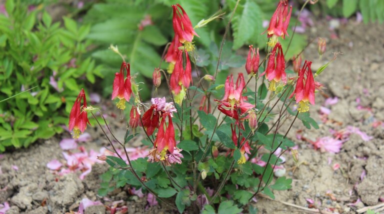 How to Plant, Grow, and Care for Wild Columbine