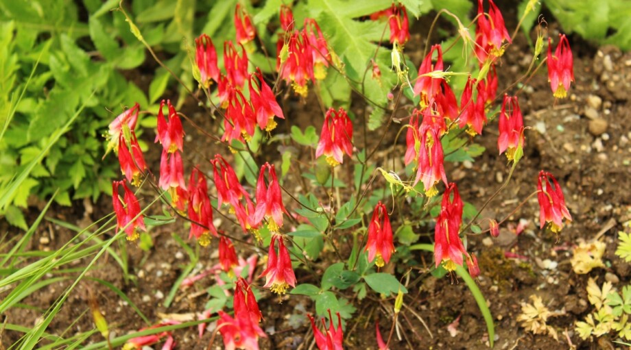 How to Plant, Grow, and Care for Wild Columbine