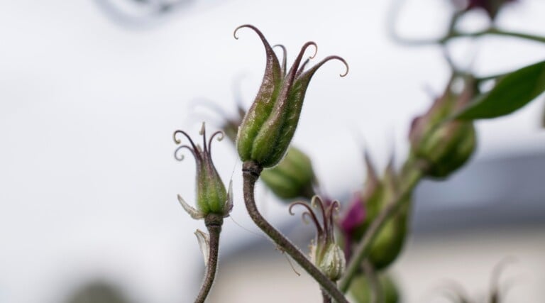 19 Plants with Ornamental Seed Pods
