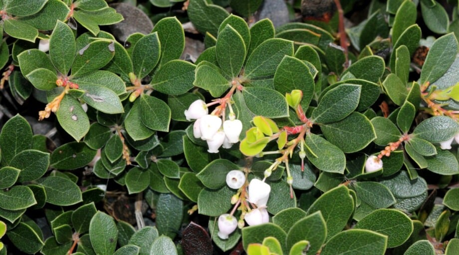 How to Plant, Grow, and Care for Manzanita