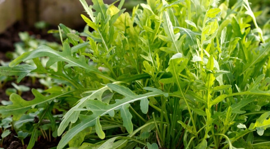Start these 14 Brassicas from Seed This February