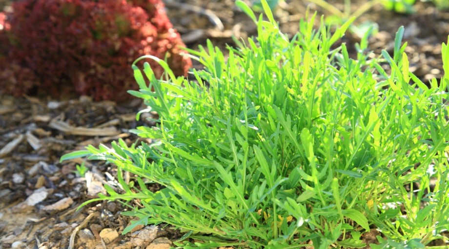 21 Best Vegetables For Gardeners With a Short Growing Season