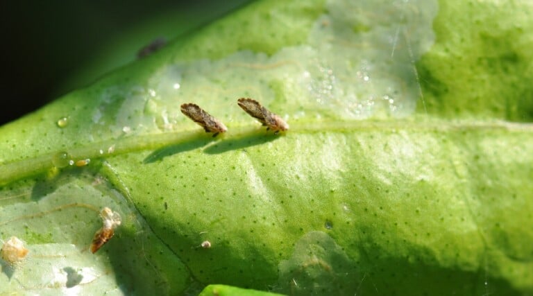 Kaolin Clay in the Garden: Natural Pest Control