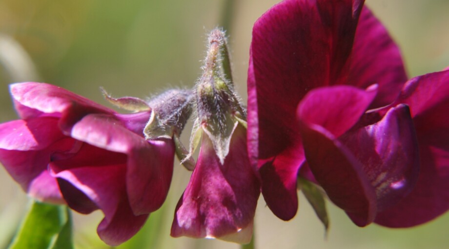29 Sweet Pea Flower Vines for Your Garden