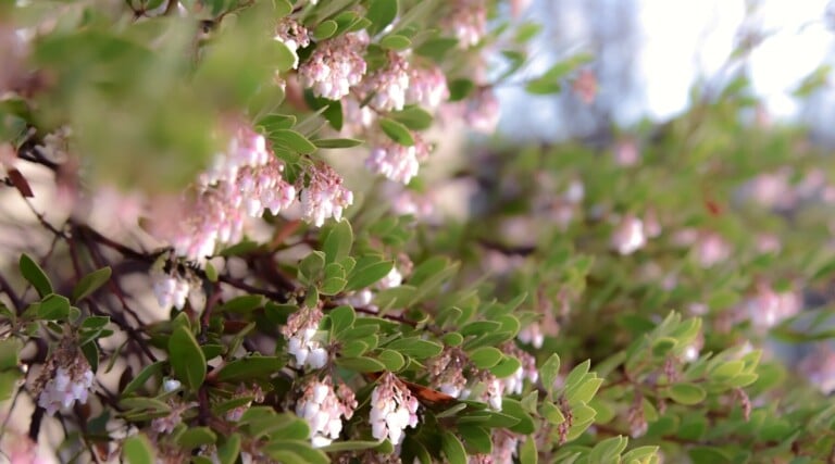 How to Plant, Grow, and Care for Manzanita