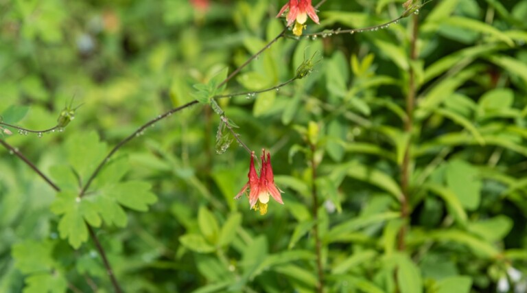 How to Plant, Grow, and Care for Wild Columbine