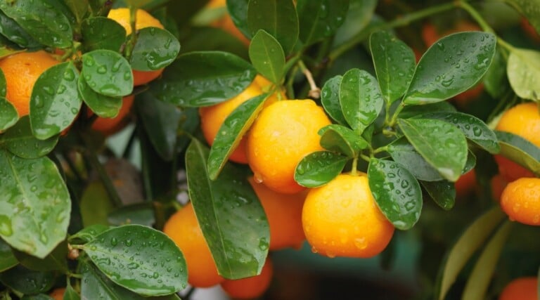 How to Plant, Grow, and Care for Calamondin Orange Trees