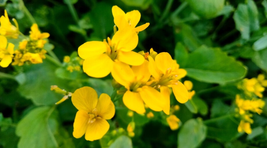 How to Plant, Grow, and Care for Celandine Poppies