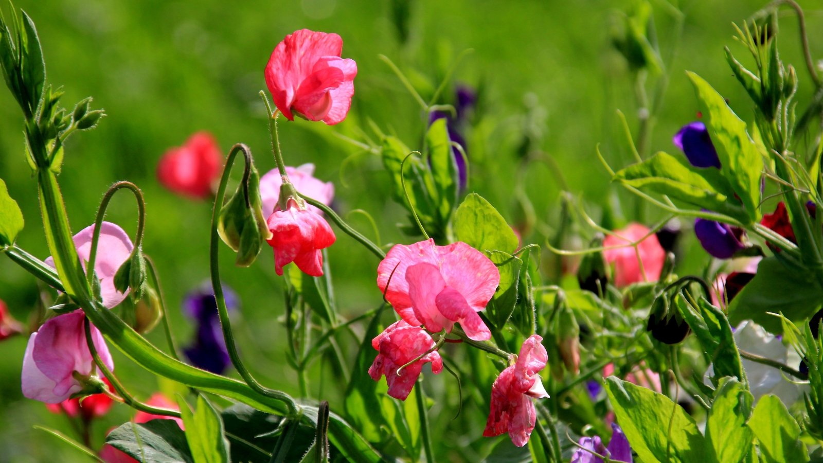 29 Sweet Pea Flower Vines for Your Garden