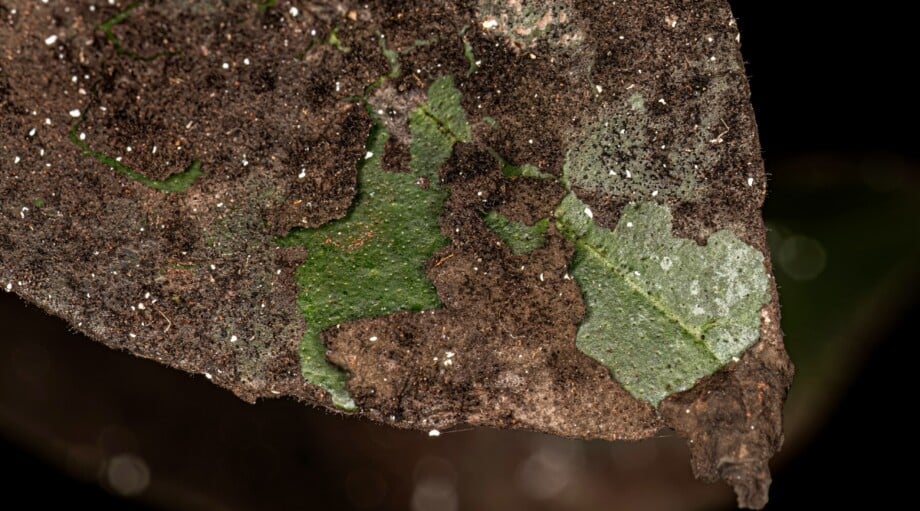 How to Identify, Prevent, and Treat Sooty Mold in the Garden