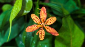 How to Plant, Grow, and Care For Blackberry Lilies