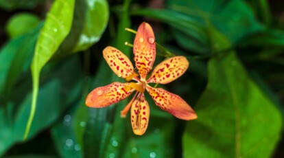 How to Plant, Grow, and Care For Blackberry Lilies