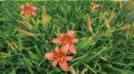 How to Plant, Grow, and Care For Blackberry Lilies