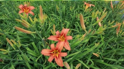 How to Plant, Grow, and Care For Blackberry Lilies