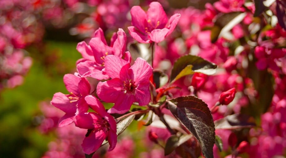 21 Beautiful Flowering Crabapple Trees for Your Garden